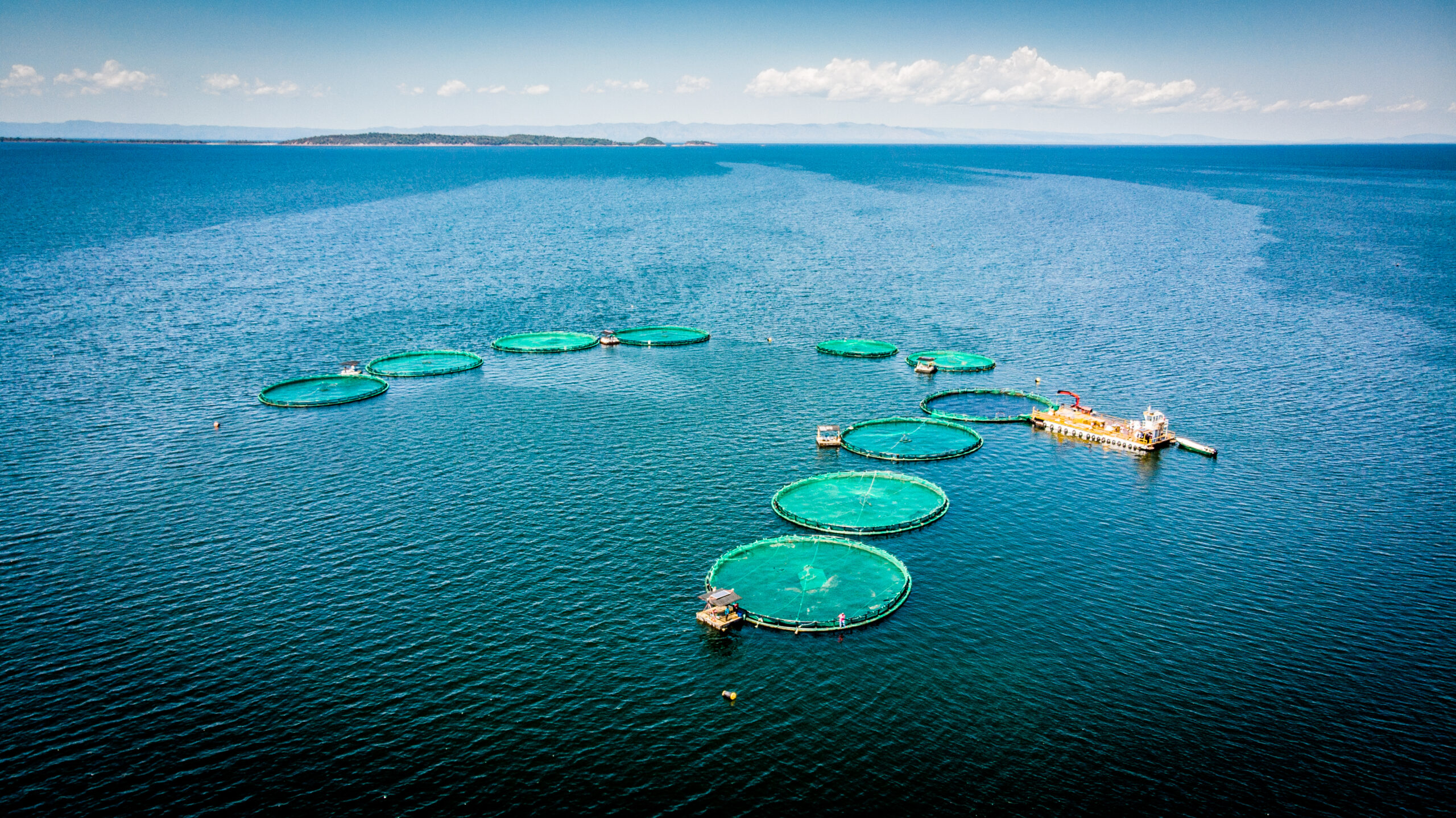 Yalelo Zambia – Zambia's #1 Fish!